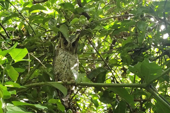 VÍDEO: maior coruja da fauna brasileira é avistada em Santa Cruz - GAZ ...