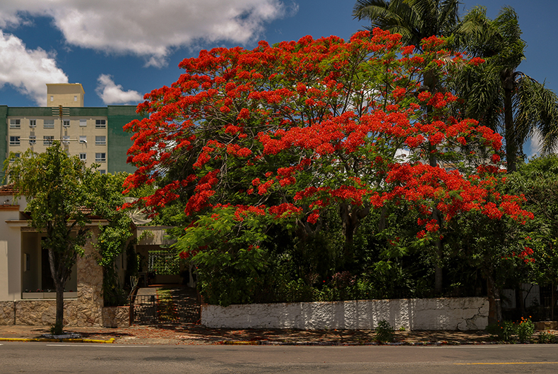 Flamboyant dá colorido todo especial à Rua Coronel Oscar Jost - GAZ ...