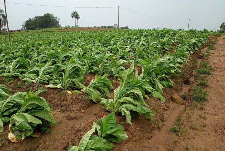 Quase 600 lavouras de tabaco já sofreram danos na atual safra