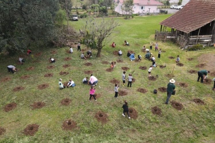 Afubra adota novo modelo na doação de mudas de árvores