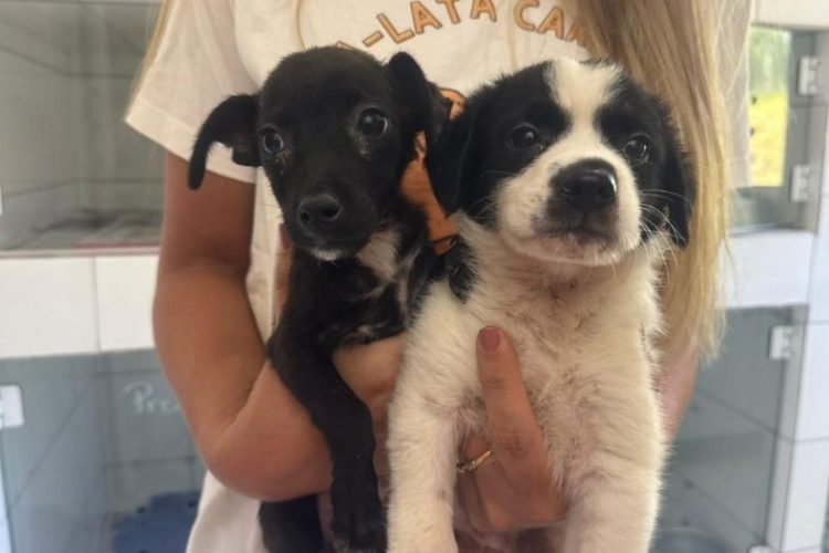 Feira de adoção de filhotes acontece nesta sexta-feira em Santa Cruz